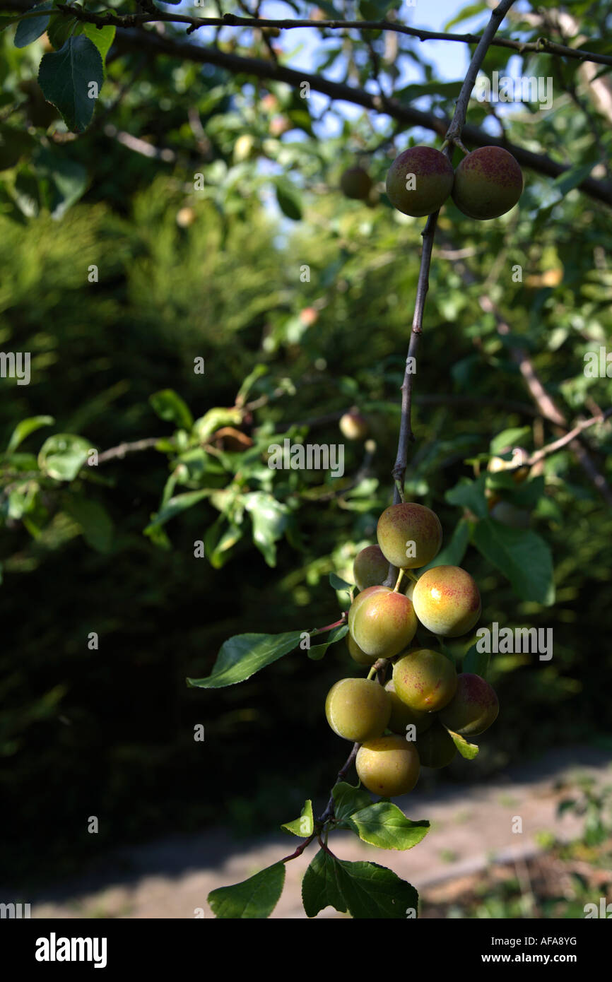 Growing greengages hi-res stock photography and images - Alamy