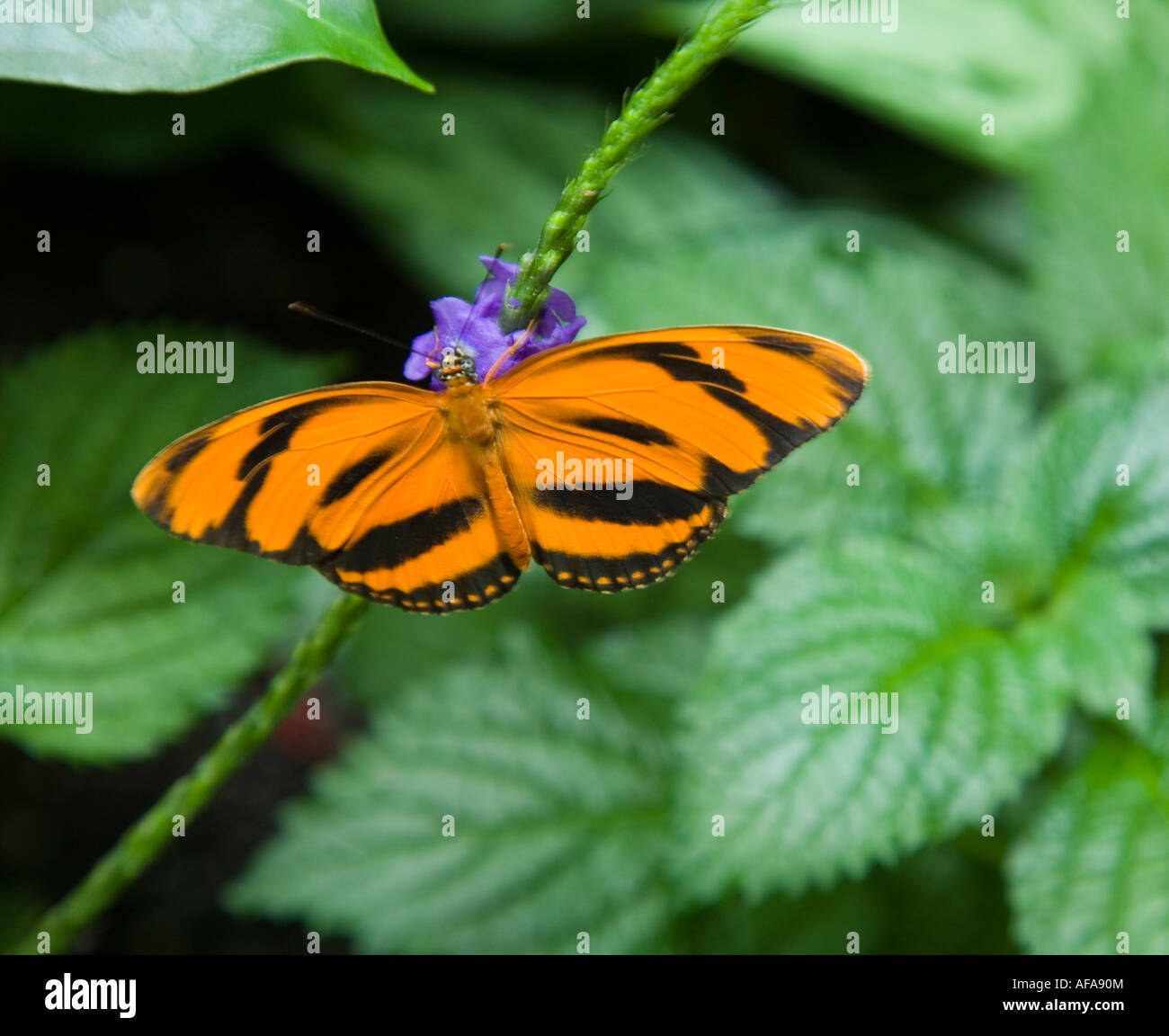 Niagara Parks Butterfly Conservatory Ontario Canada Amazing Butterfly ...