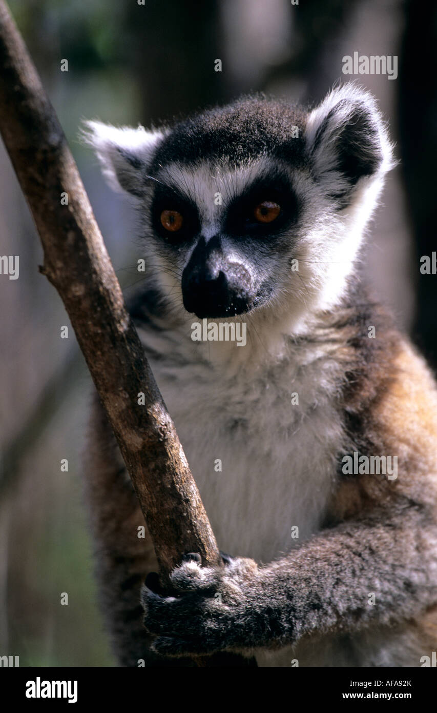 Ring-tailed lemur, Madagascar Stock Photo - Alamy