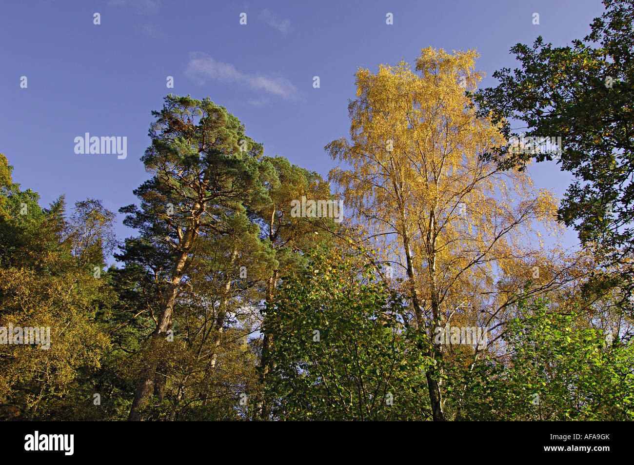 Scottish native species oak pine birch and hazel in early autumn in ...