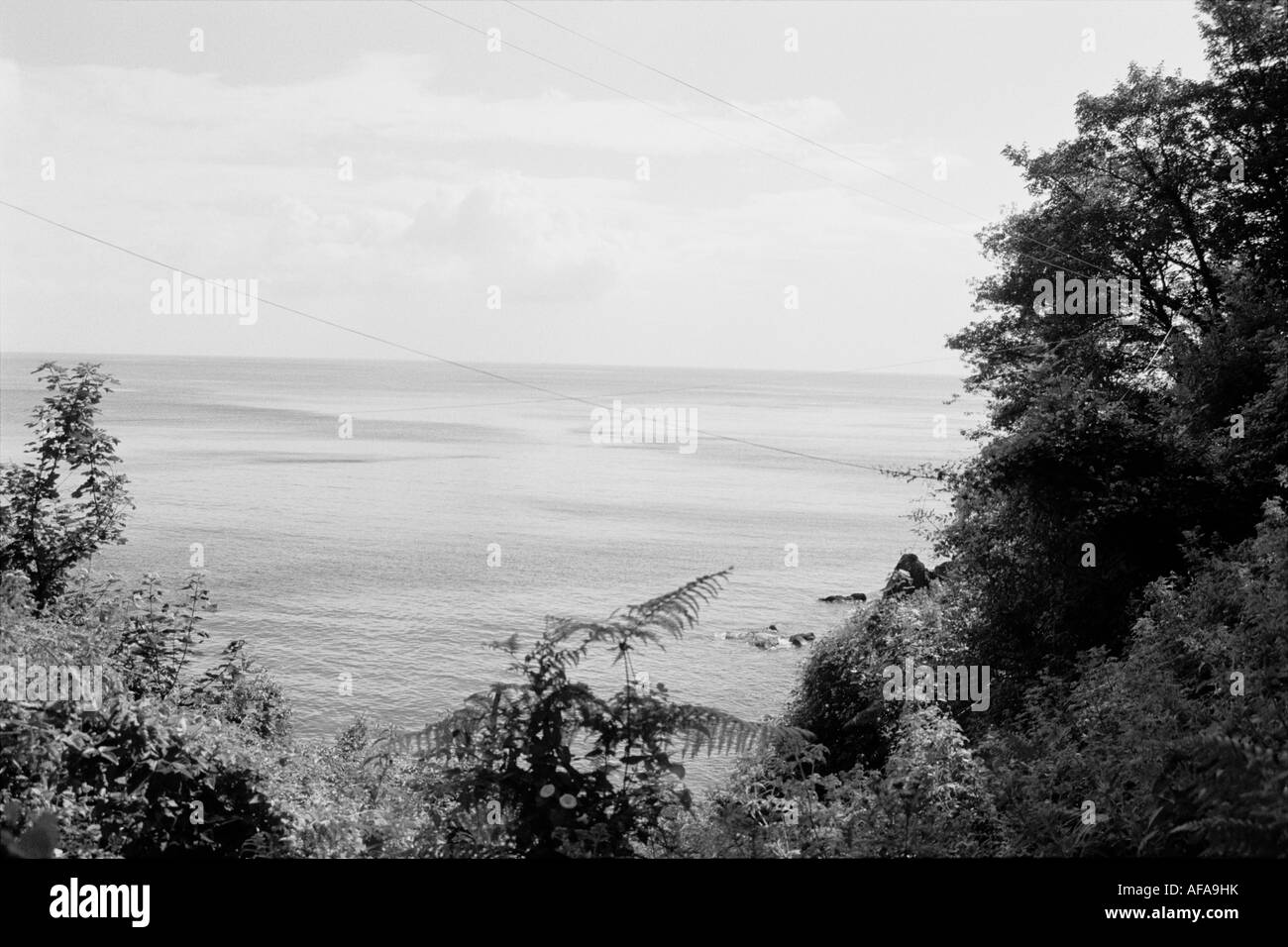 A view from behind trees looking out to sea Stock Photo - Alamy