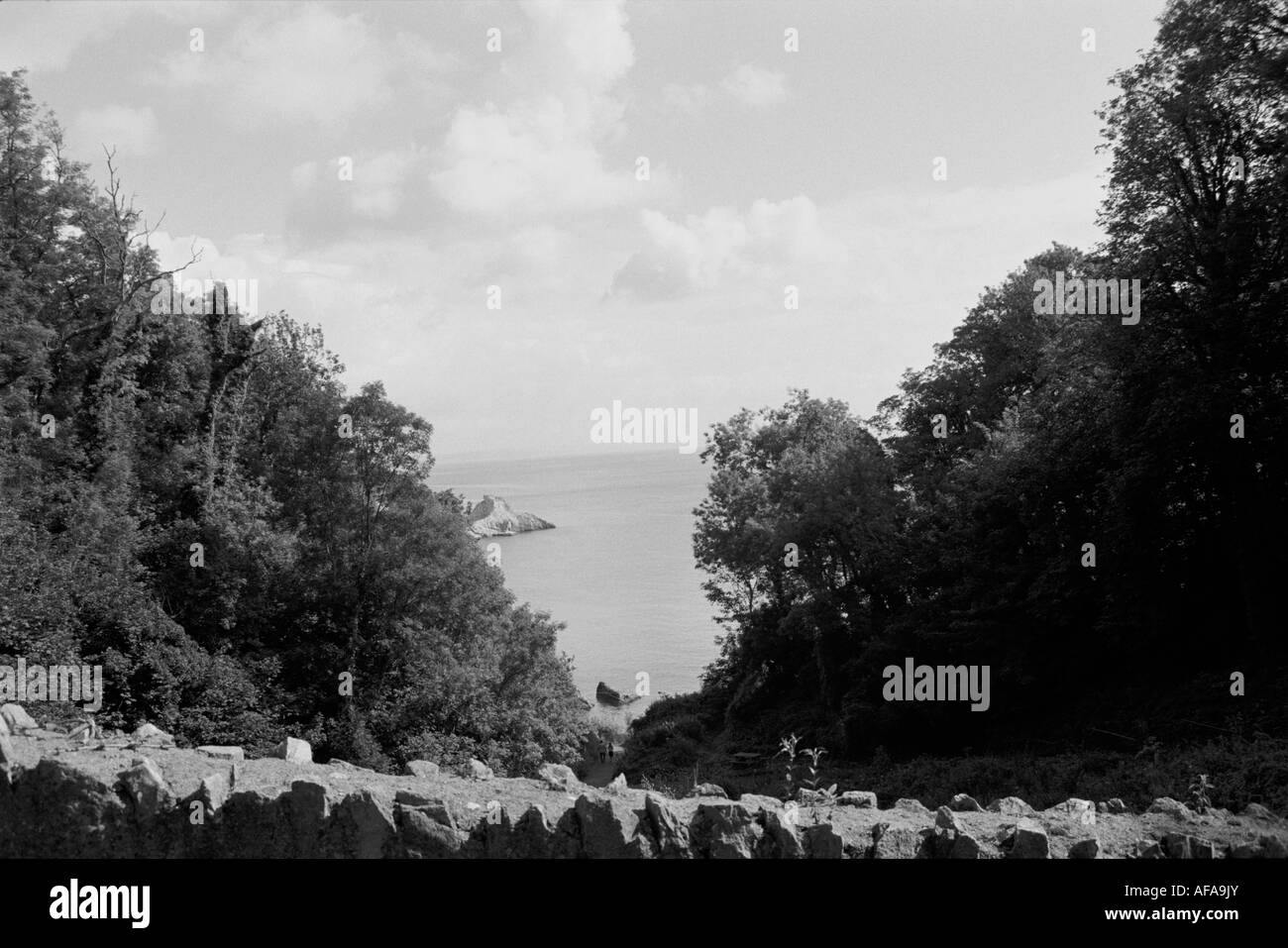 Looking through trees Black and White Stock Photos & Images - Alamy