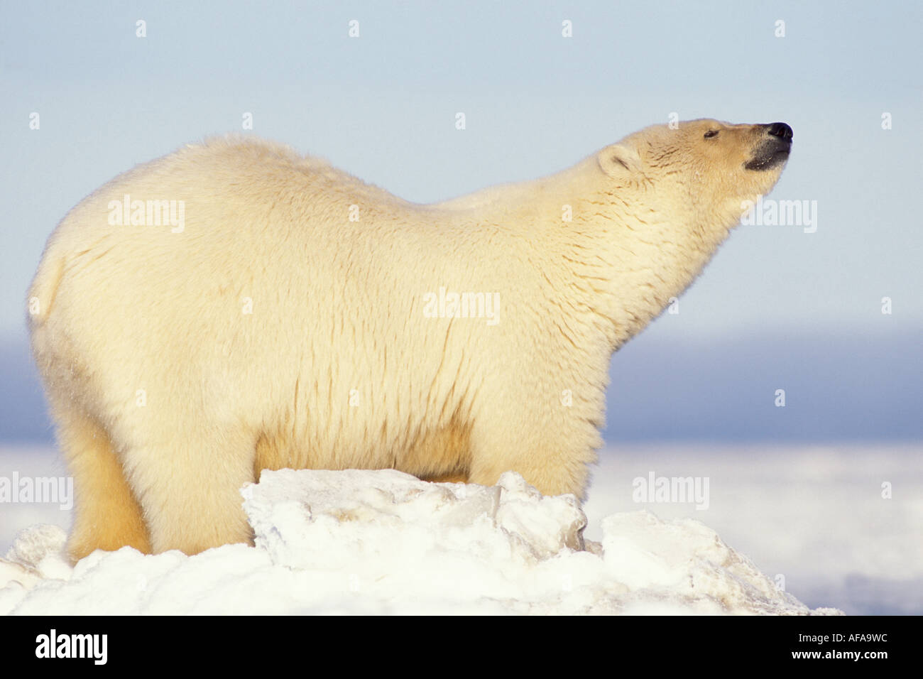 polar bear Ursus maritimus scenting the air 1002 coastal plain of the ...