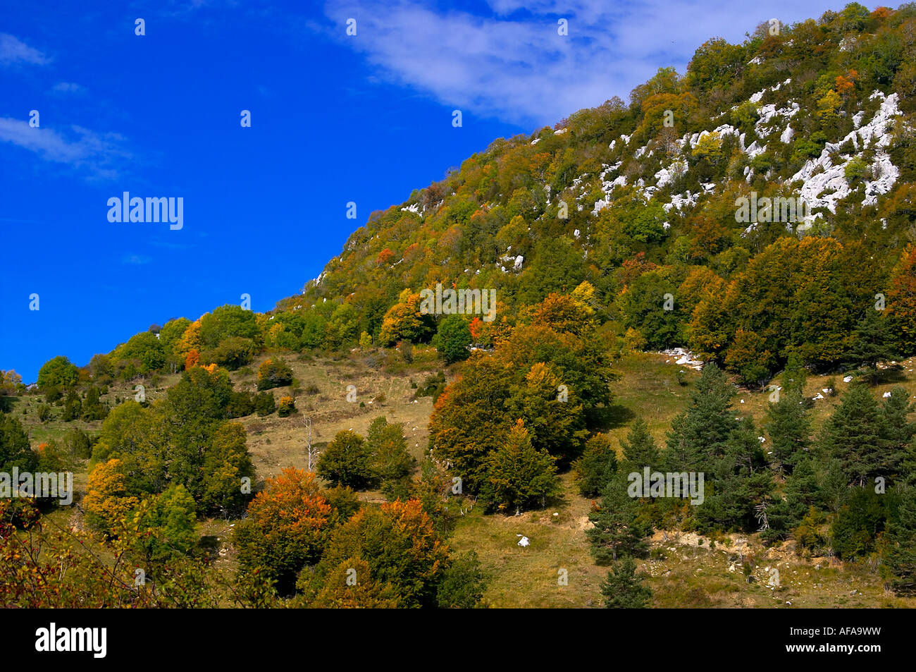 Bosque de irati hi-res stock photography and images - Alamy