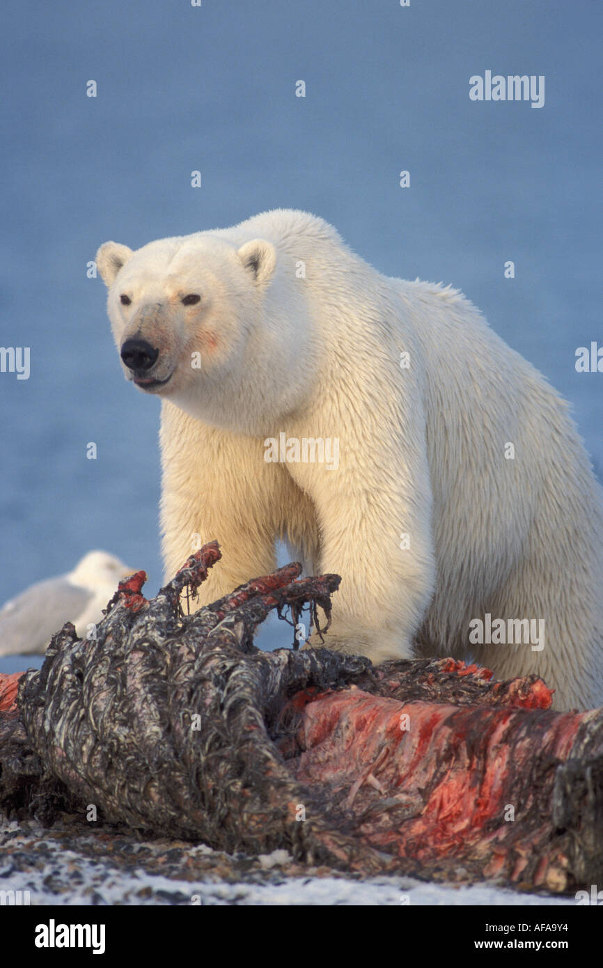 polar bear Ursus maritimus scavenging a bowhead whale carcass 1002 area ...