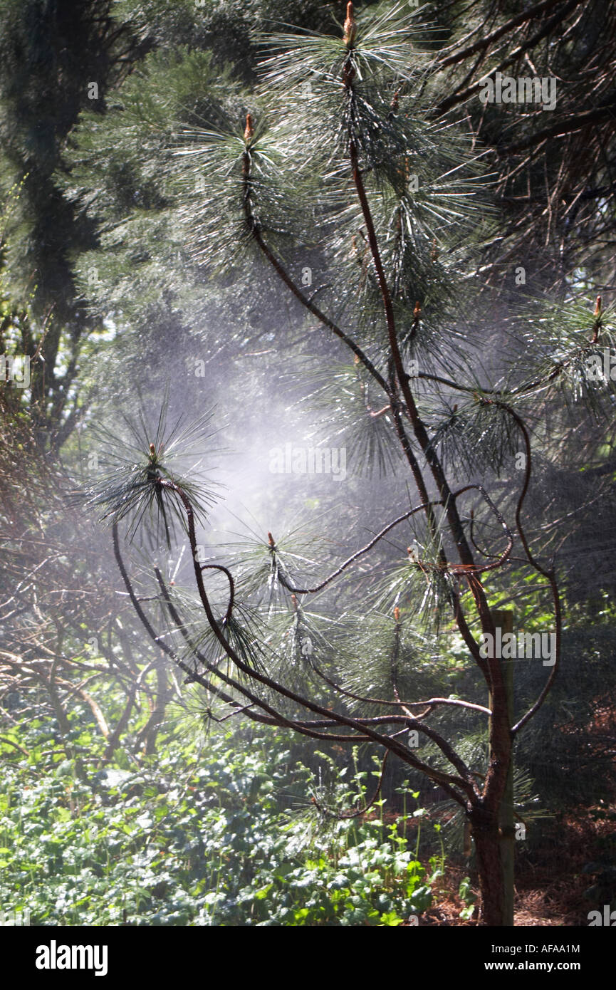 trees while spray irrigation Stock Photo - Alamy