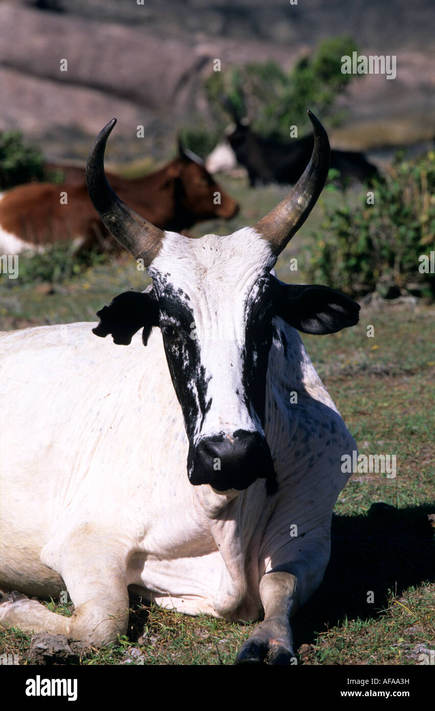 Horned zebu hi-res stock photography and images - Alamy