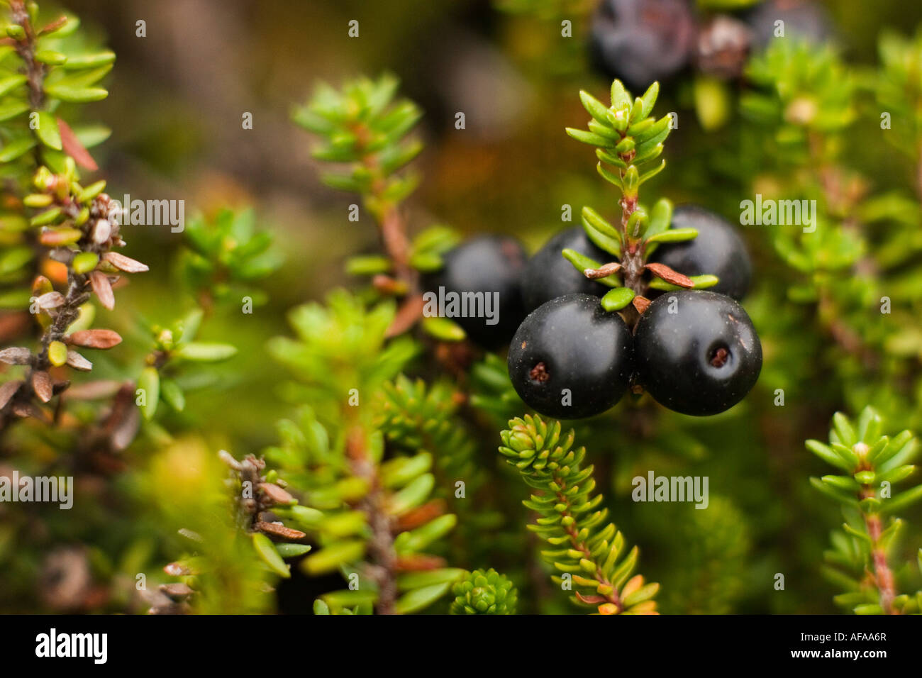 Alaska wild berries hi-res stock photography and images - Alamy