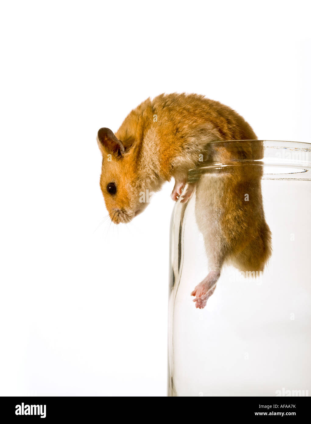 Climbing hamster hi-res stock photography and images - Alamy