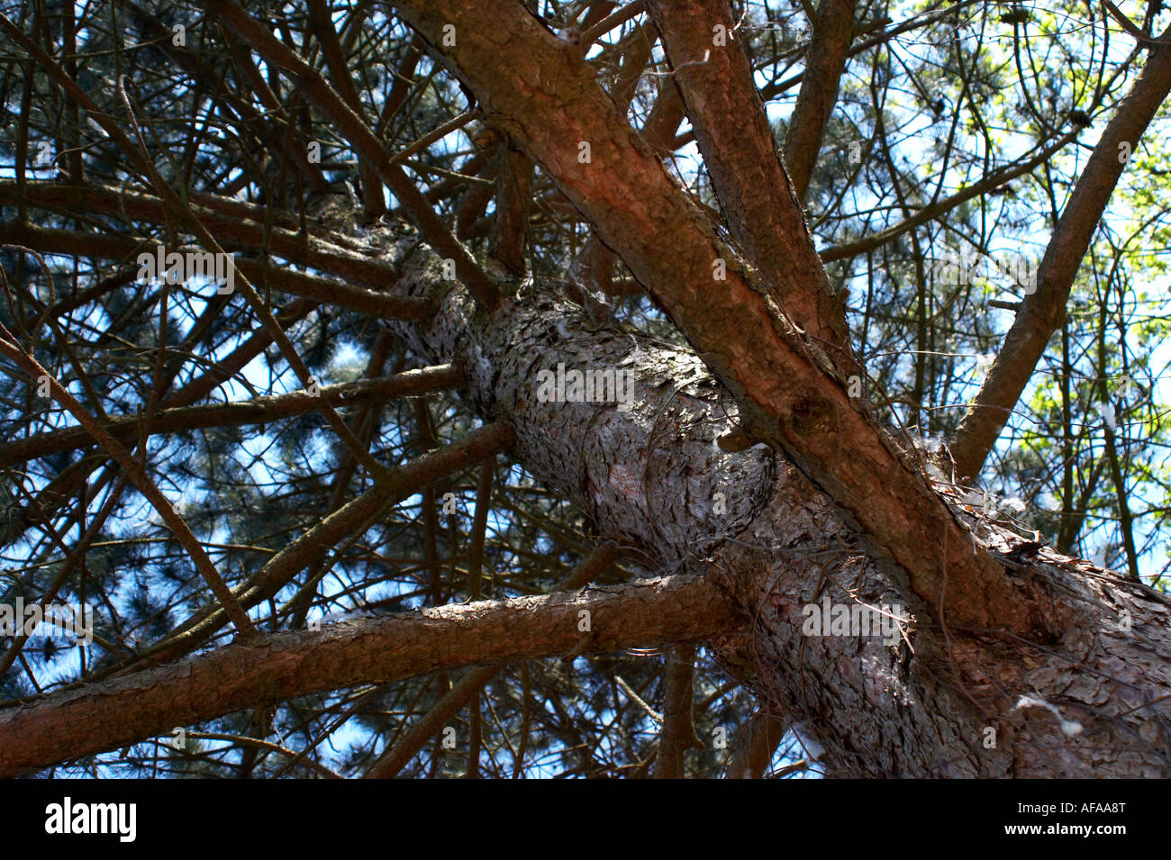 European Black Pine (Pinus nigra Stock Photo - Alamy