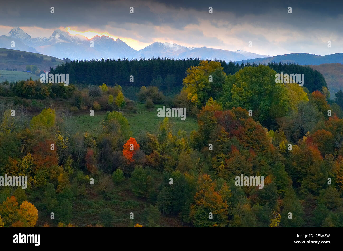 Bosque de plantas hi-res stock photography and images - Alamy