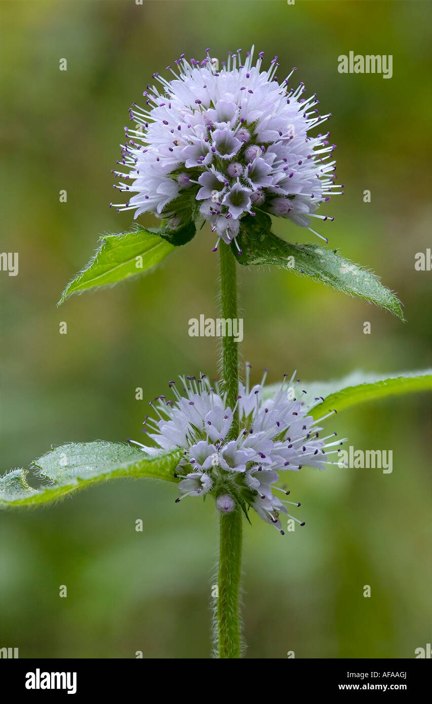 Water Mint Mentha aquatica Stock Photo - Alamy