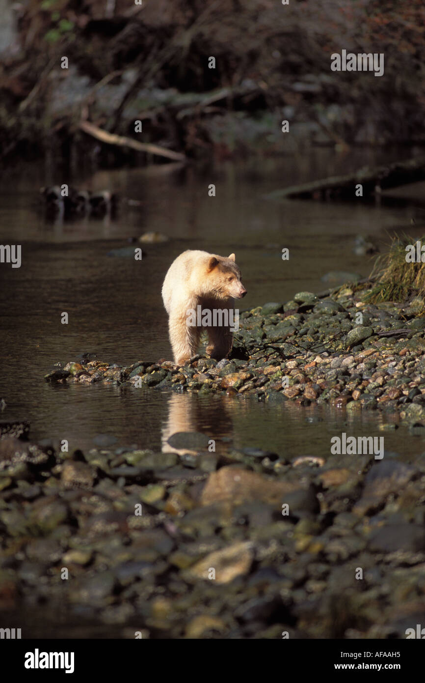spirit bear kermode black bear Ursus americanus sow fishing for salmon ...