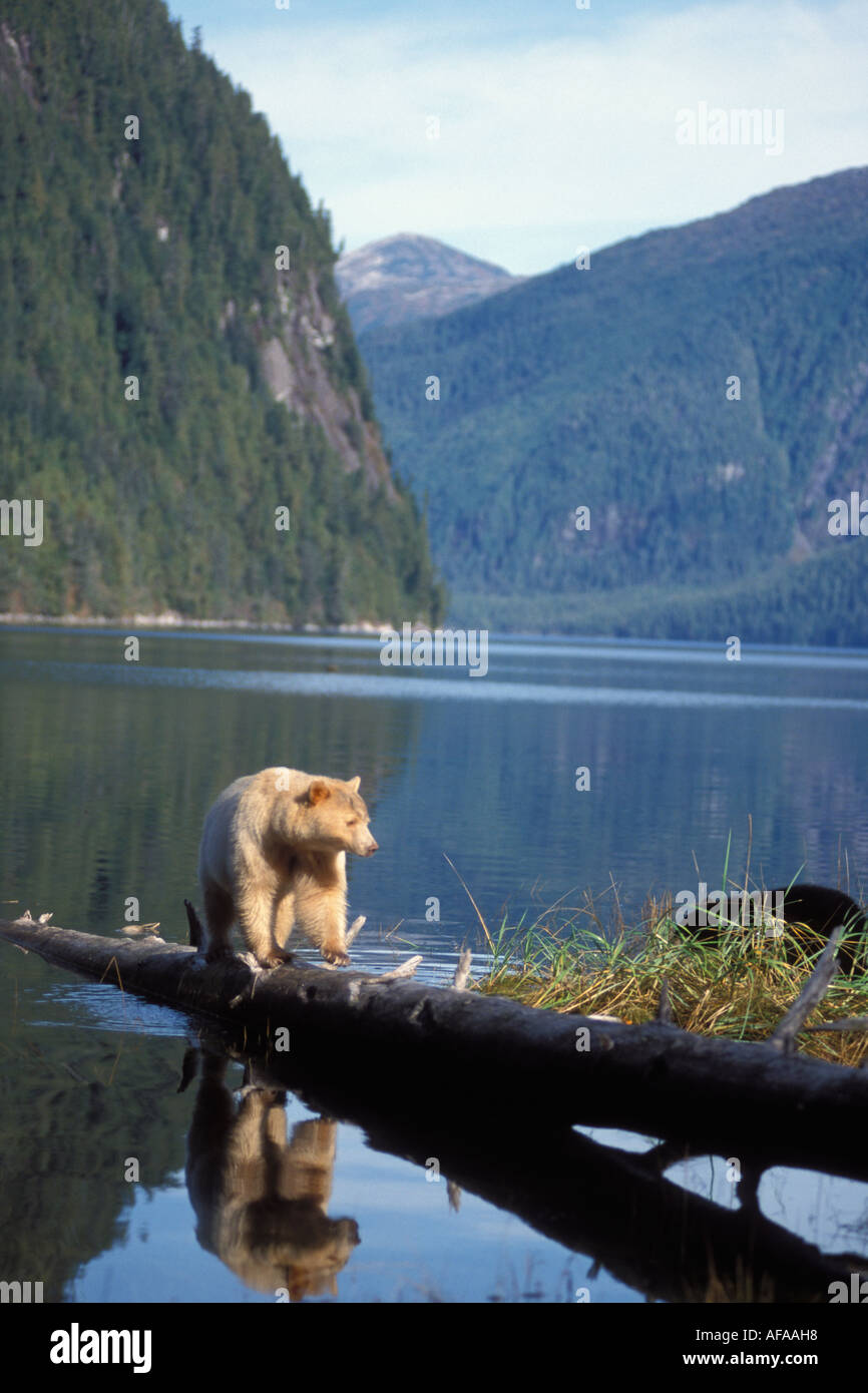 spirit bear kermode black bear Ursus americanus sow with cub along the ...