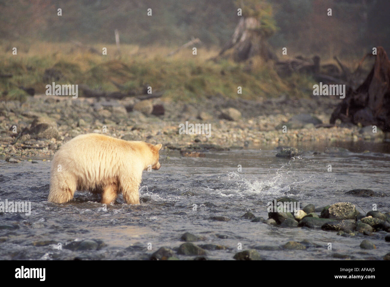 spirit bear kermode black bear Ursus americanus sow fishing for salmon ...