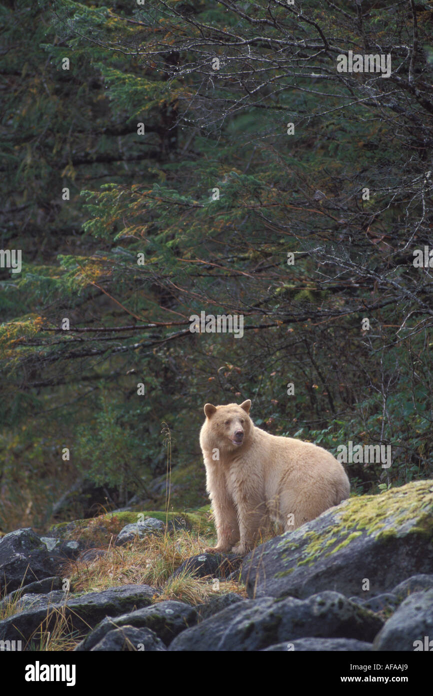 spirit bear kermode black bear Ursus americanus sow along the central ...