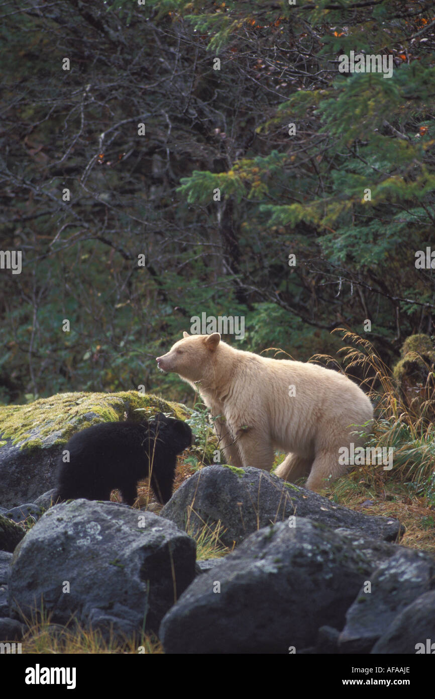 spirit bear kermode black bear Ursus americanus sow with cub along the ...