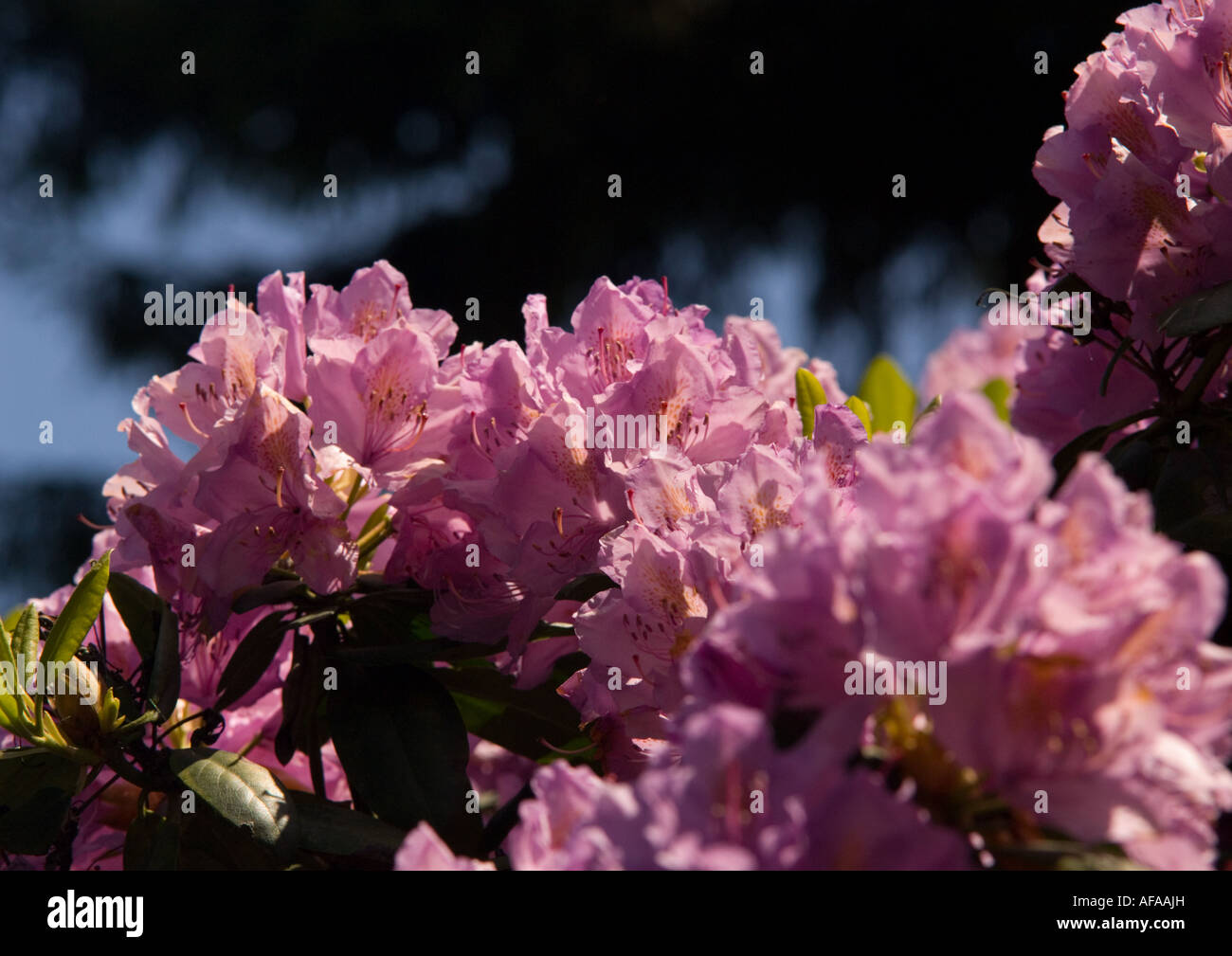 Cluster Of Rhododendron High Resolution Stock Photography and Images ...
