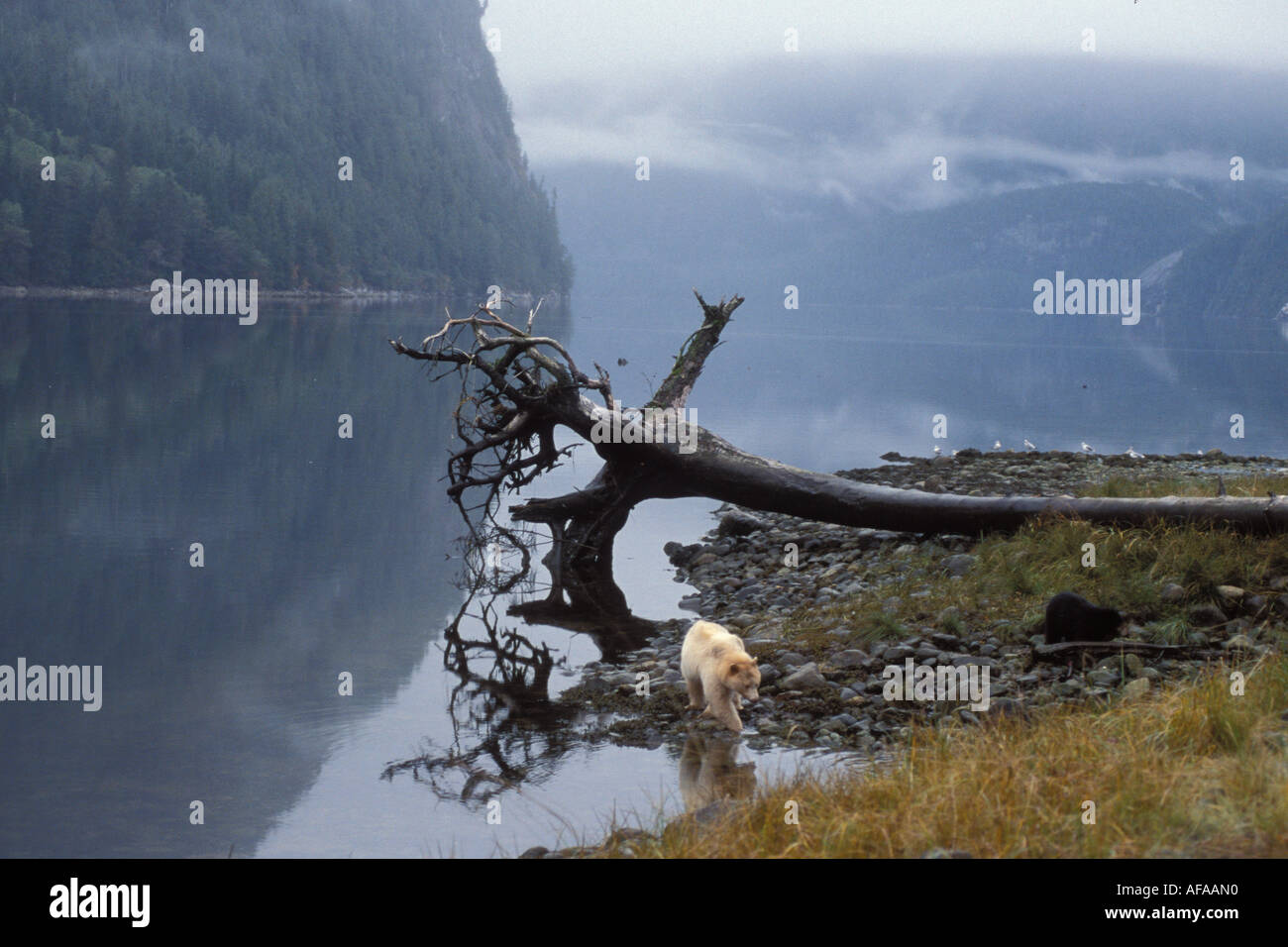 spirit bear kermode black bear Ursus americanus sow with cub along the ...