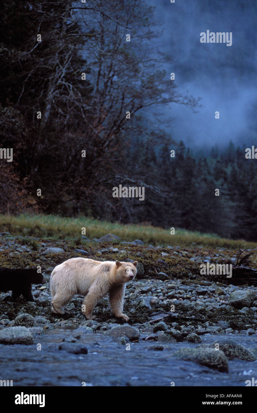 spirit bear kermode black bear Ursus americanus sow with cub along the ...