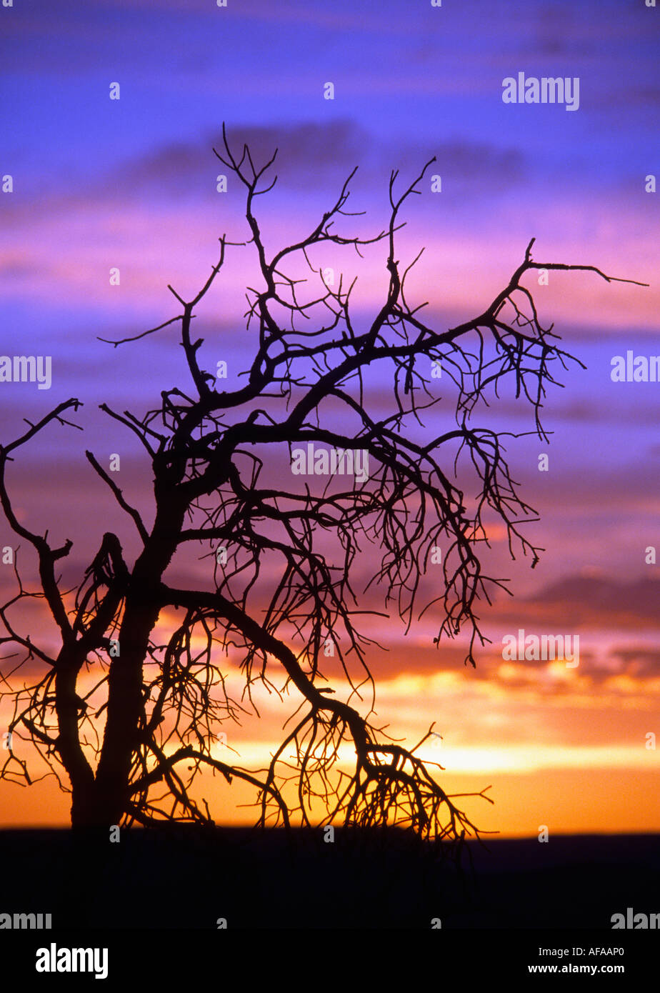 Tree at sunset, Grand Canyon, Arizona, USA Stock Photo - Alamy