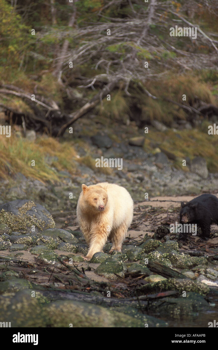 spirit bear kermode black bear Ursus americanus sow with cub along the ...