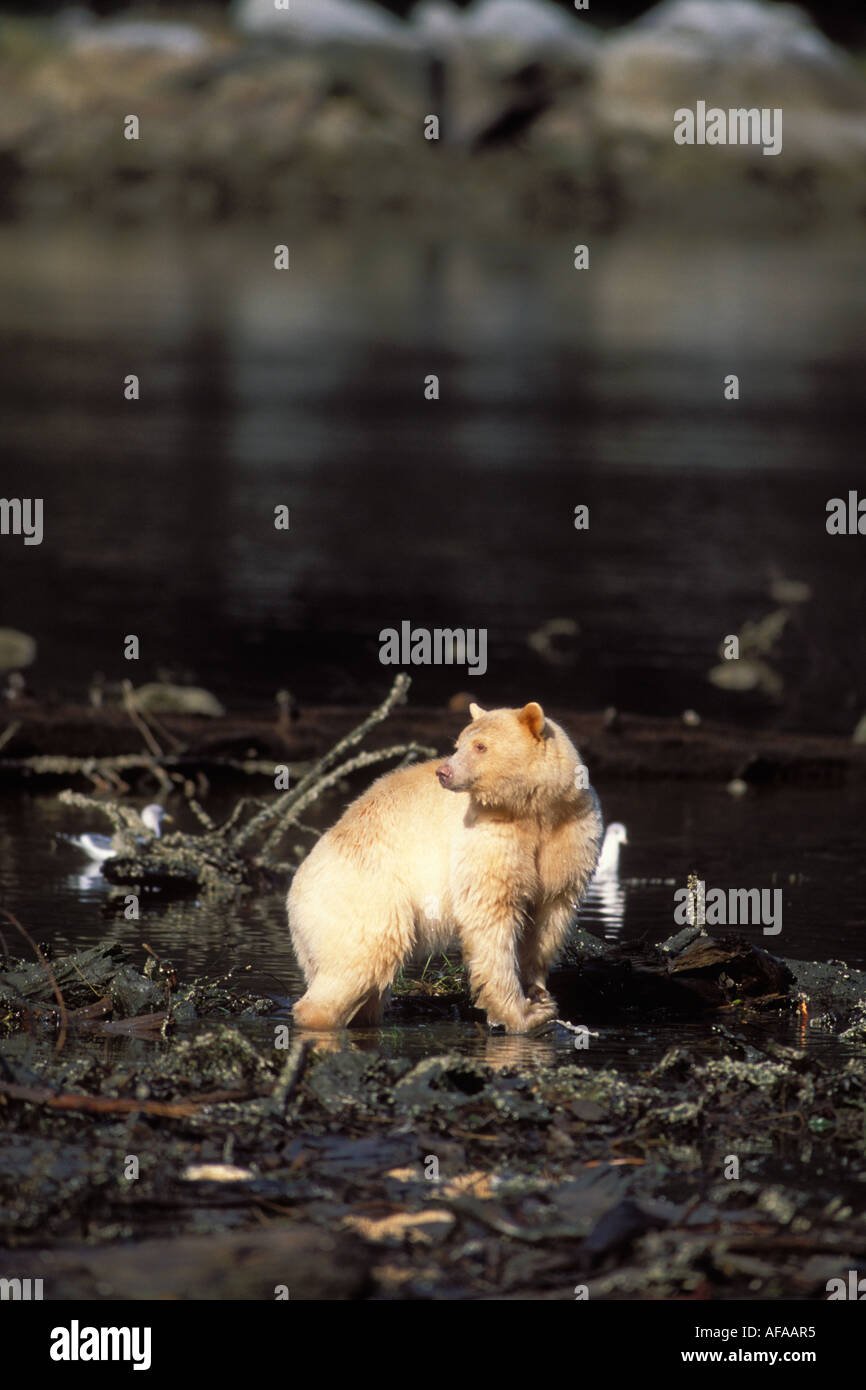 spirit bear kermode black bear Ursus americanus sow fishing for salmon ...