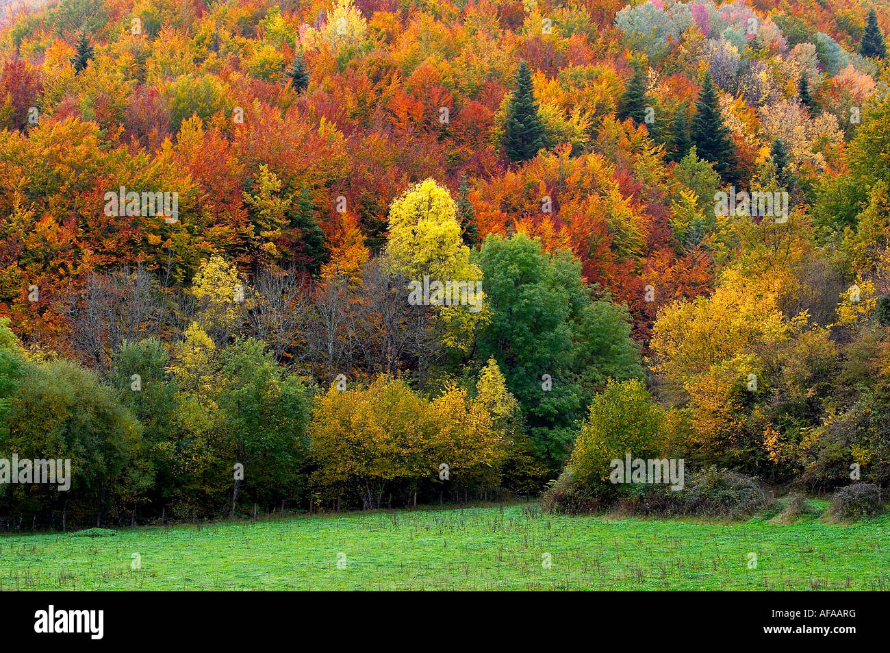 Bosque de irati hi-res stock photography and images - Alamy