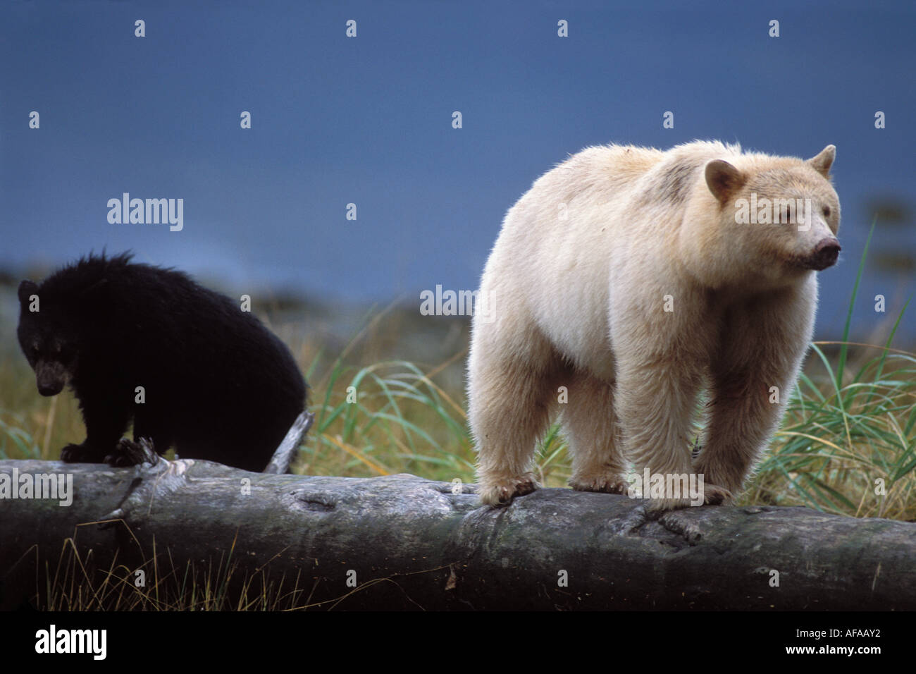 spirit bear kermode black bear Ursus americanus sow with cub along the ...