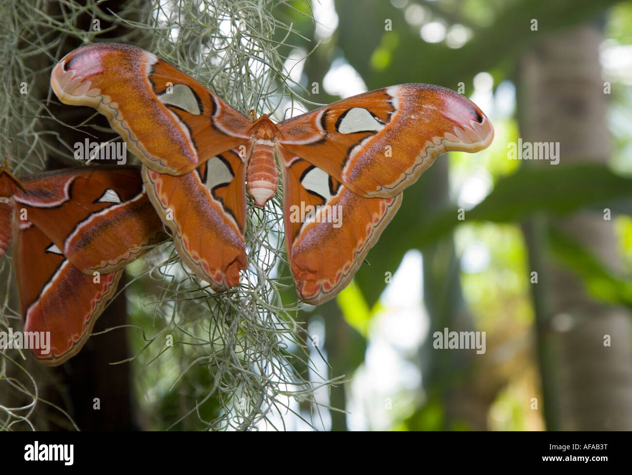 Atlas Moth Attacus Atlas Amazing Butterfly from all over the World ...