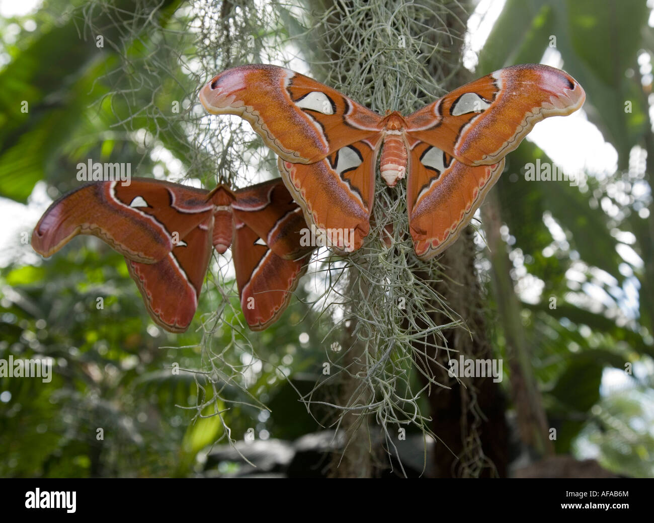 Atlas Moth Attacus Atlas Amazing Butterfly from all over the World ...