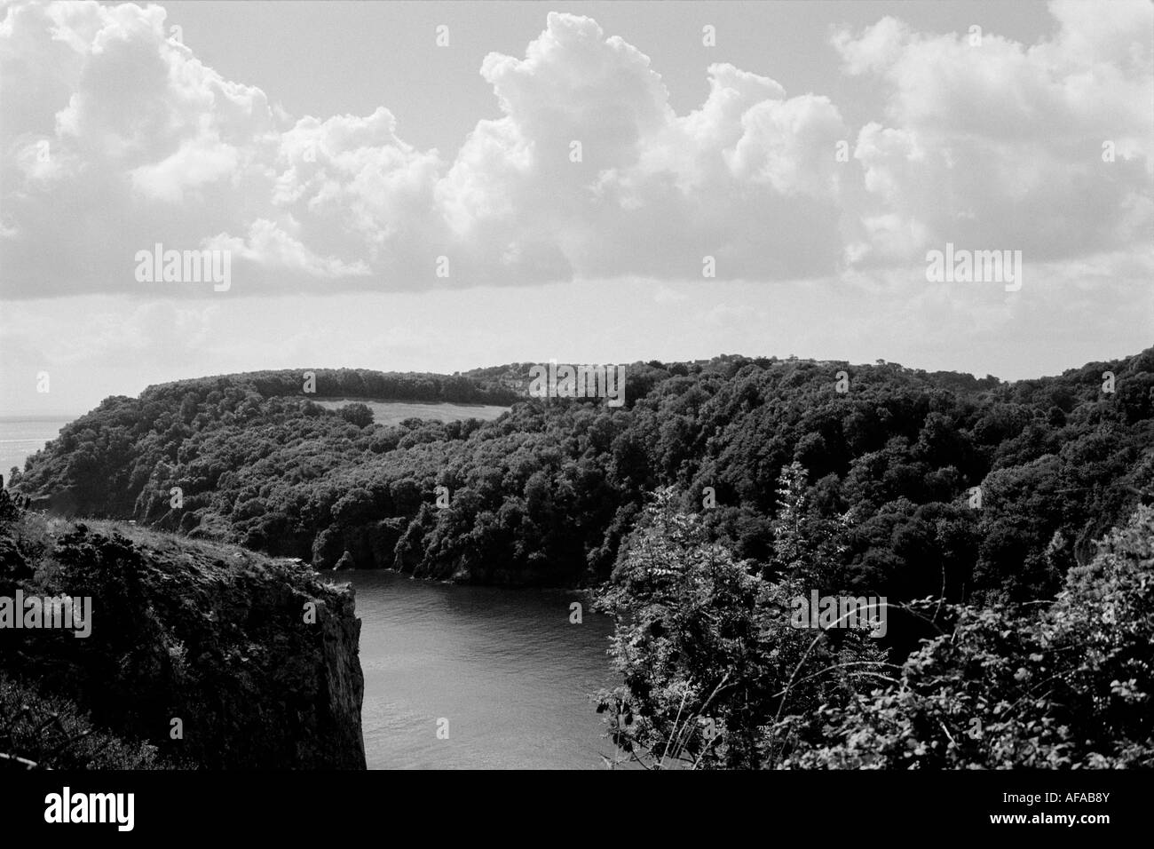 Thick woodland Black and White Stock Photos & Images - Alamy