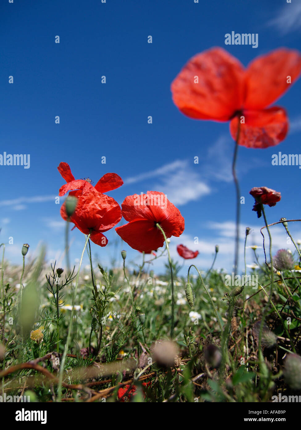 Bright red poppies in the French countryside Loire valley France Stock ...