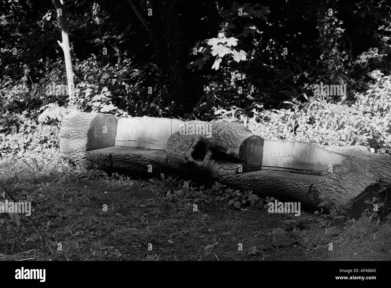Tree bark trunk from Black and White Stock Photos & Images - Alamy