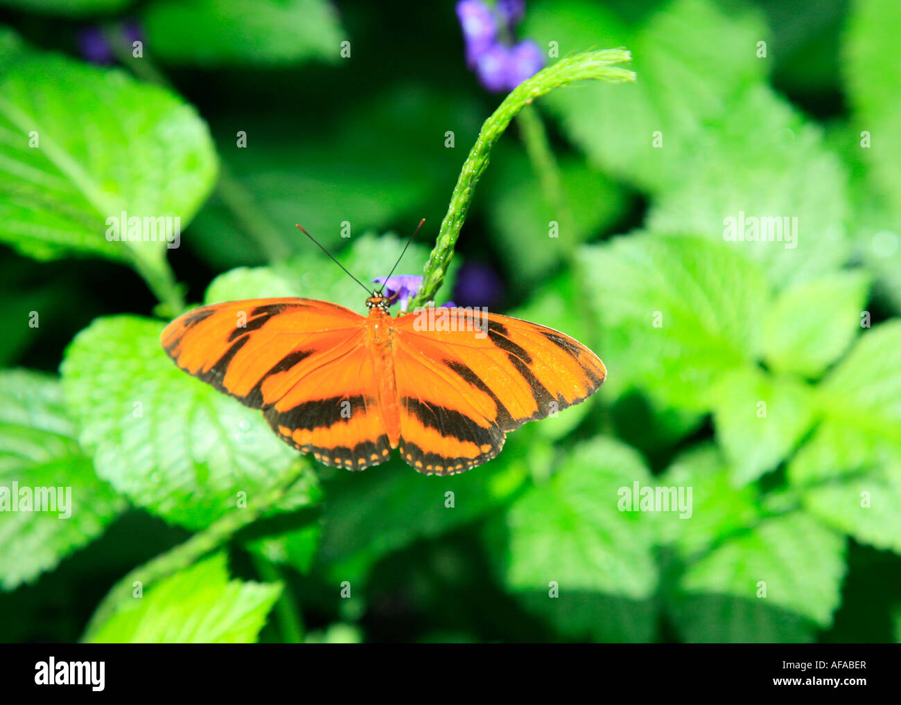 Amazing Butterfly from all over the World Stock Photo - Alamy