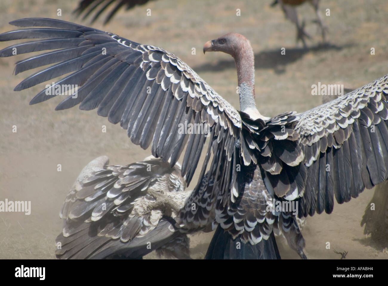 Fighting nature hi-res stock photography and images - Alamy