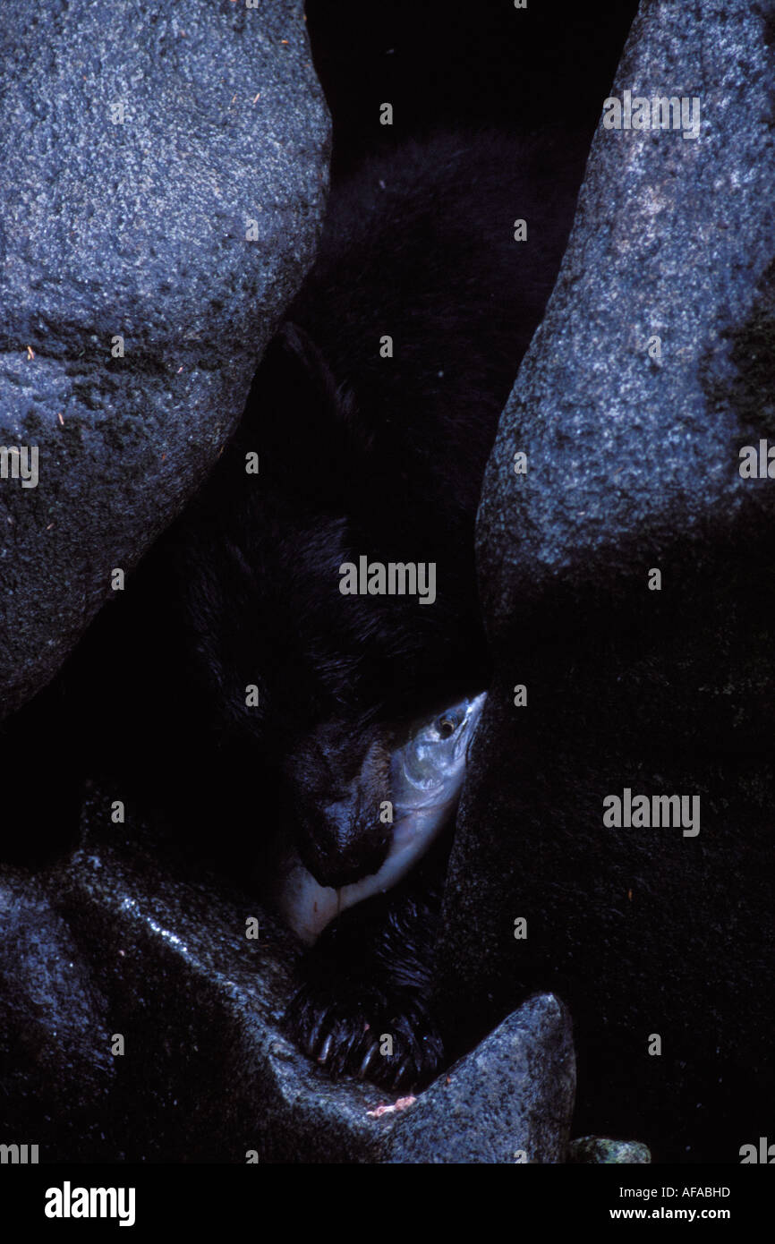 Bear carrying fish hi-res stock photography and images - Alamy