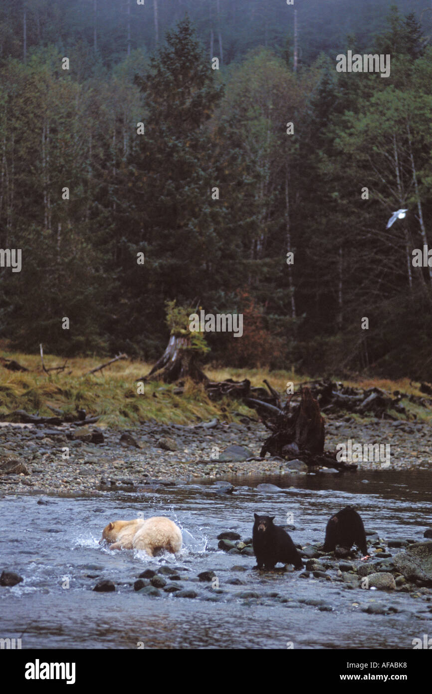 spirit bear kermode black bear Ursus americanus sow with cubs fishing ...
