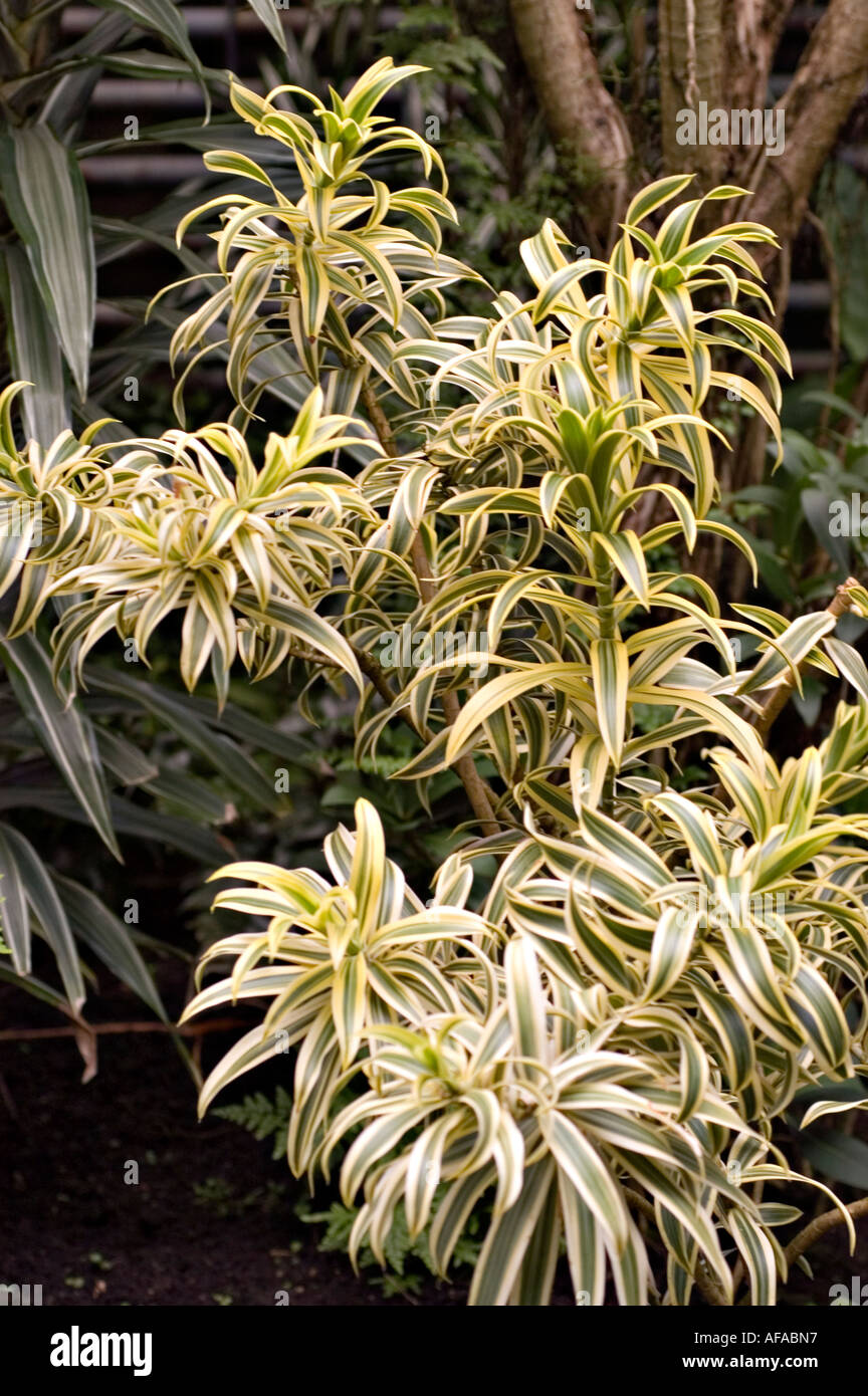 Pleomele Reflexa High Resolution Stock Photography and Images - Alamy