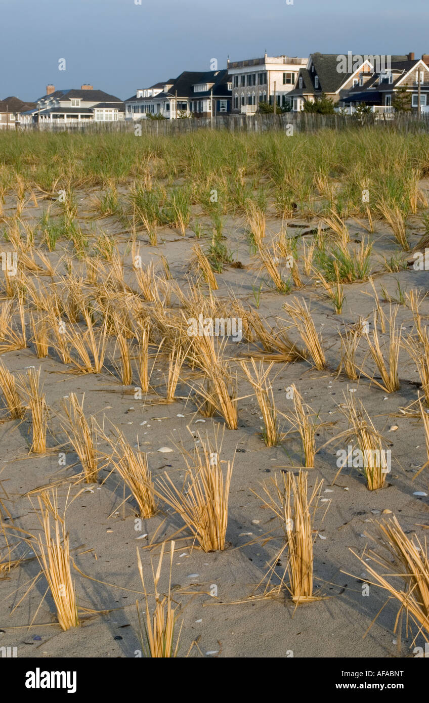 Beach Grass Planting Plan Across The Fruited Dune: Acres Of Dune Grass