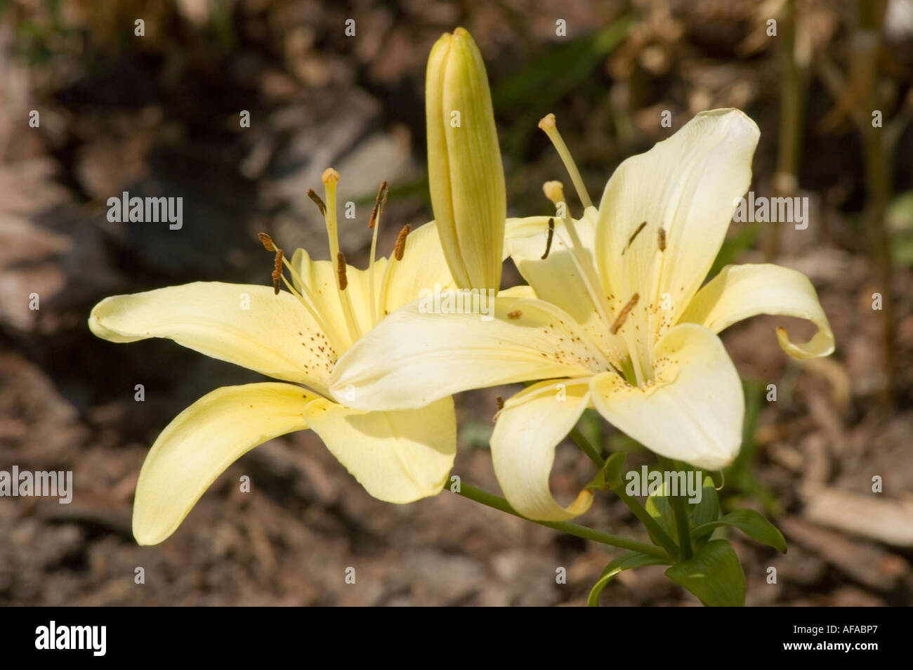 Pale yellow lily flower lilium hi-res stock photography and images - Alamy
