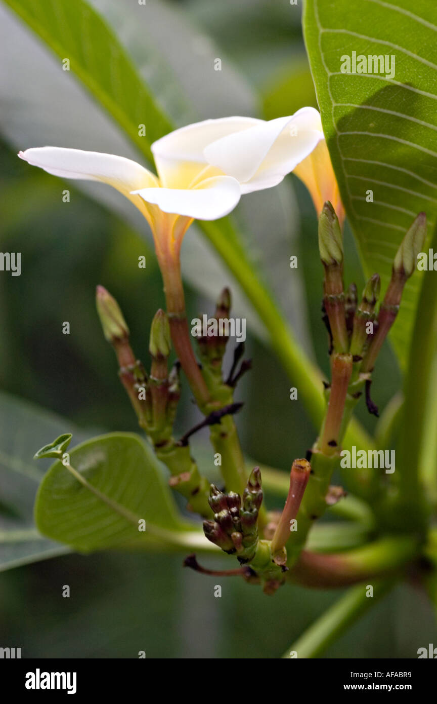 Templetree hi-res stock photography and images - Alamy