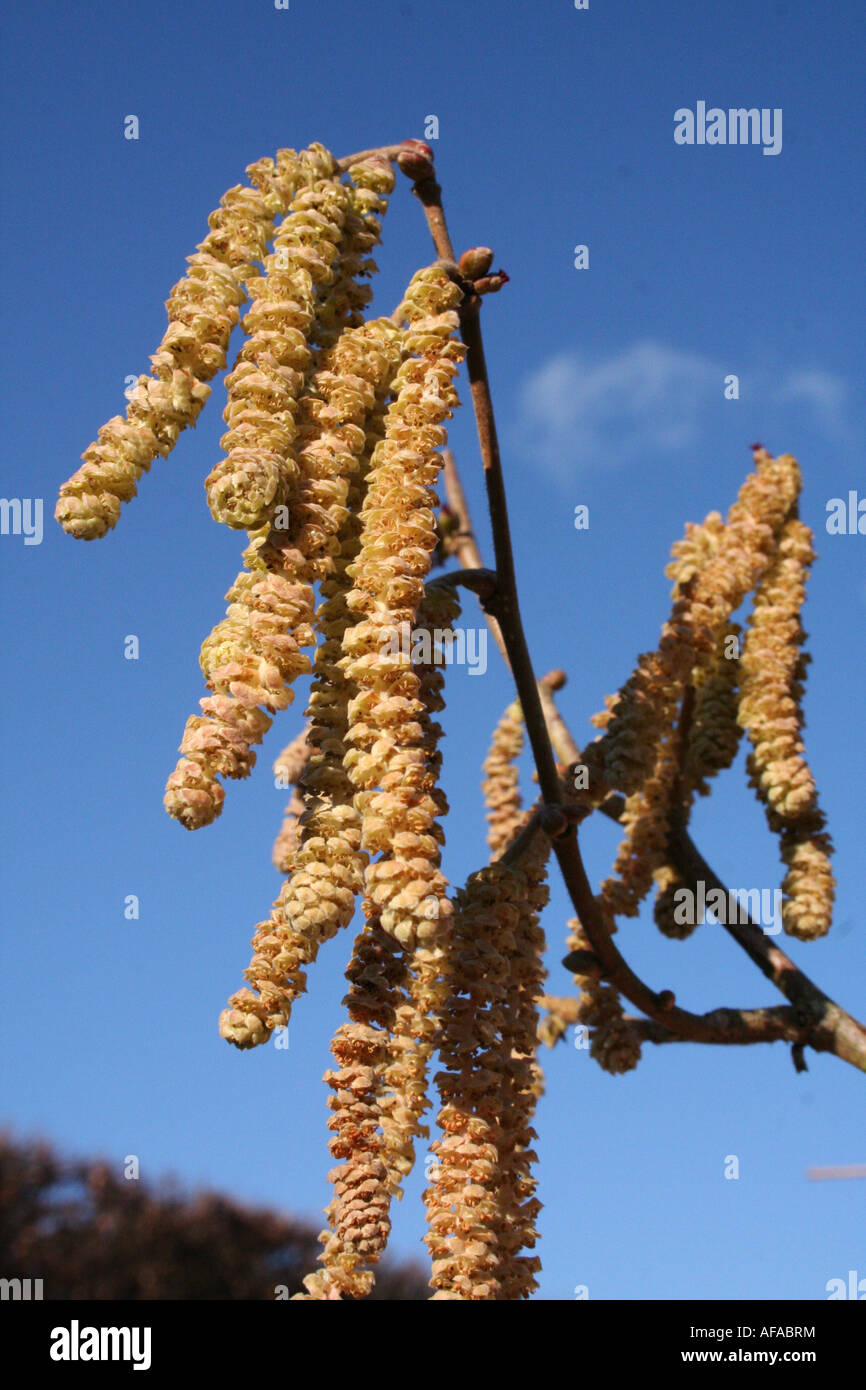 Corylus maxima ‘kentish cob’ hi-res stock photography and images - Alamy