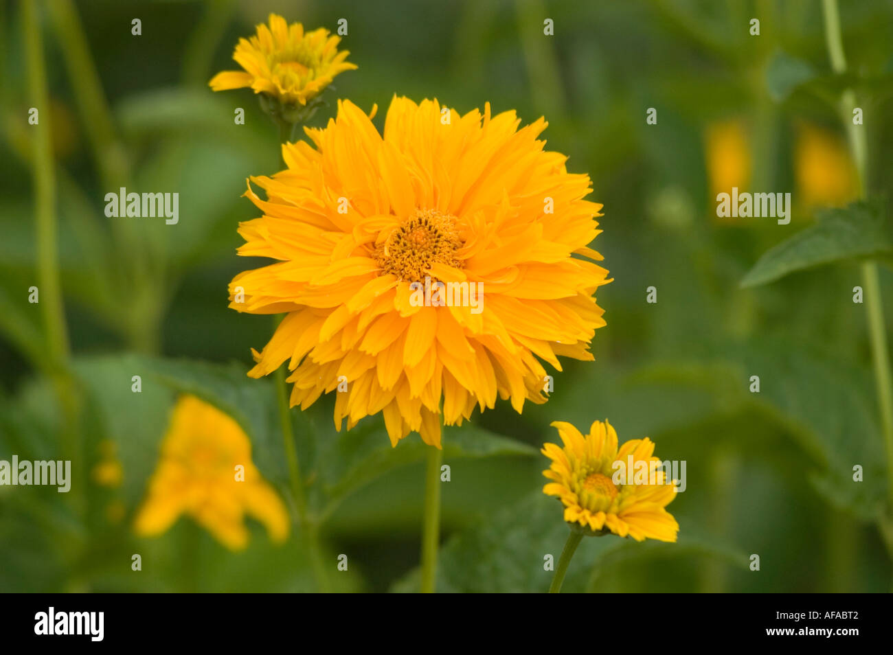 Yellow flowers of smooth oxeye Asteraceae Heliopsis helianthoides ...