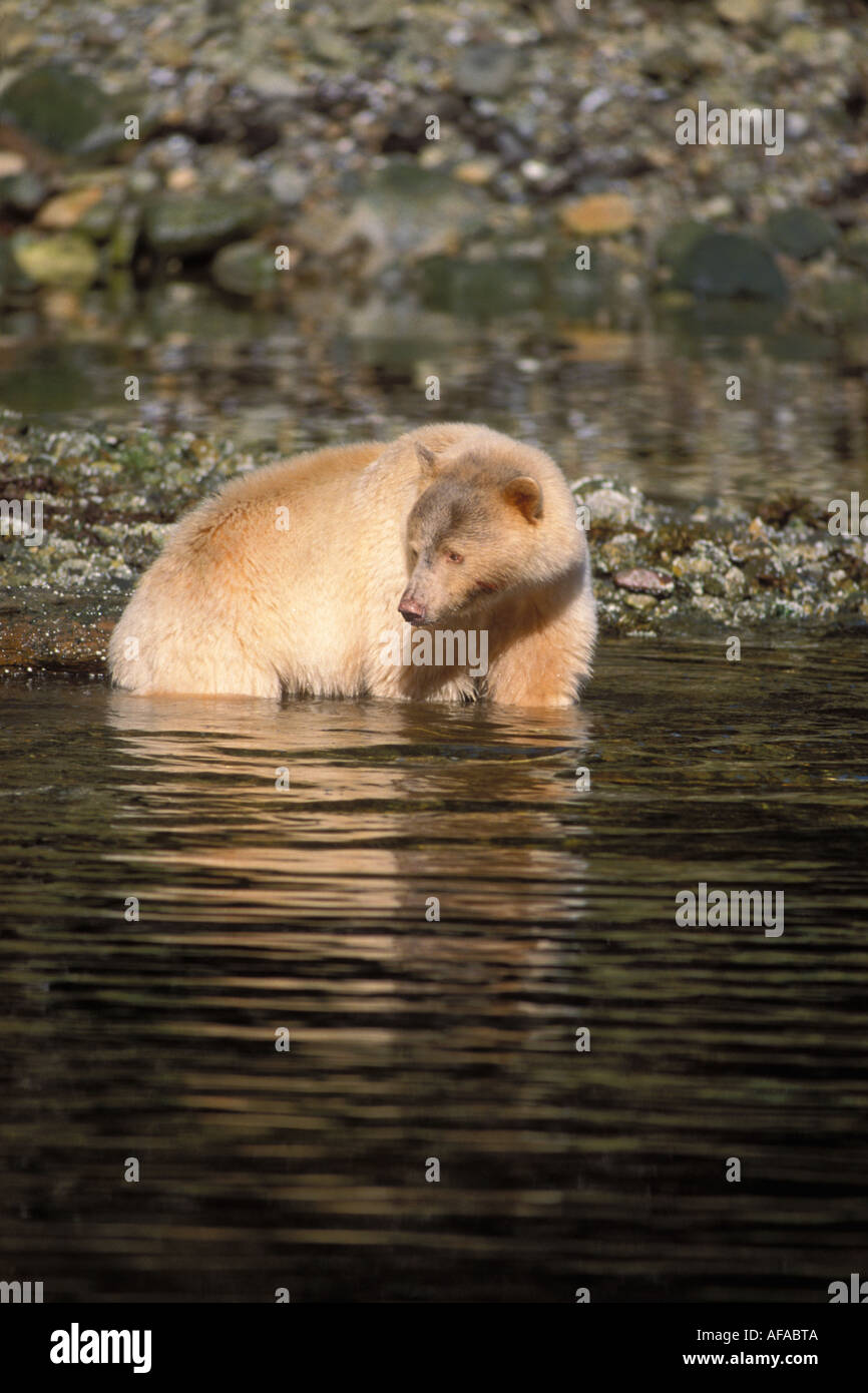 spirit bear kermode black bear Ursus americanus sow fishing for salmon ...