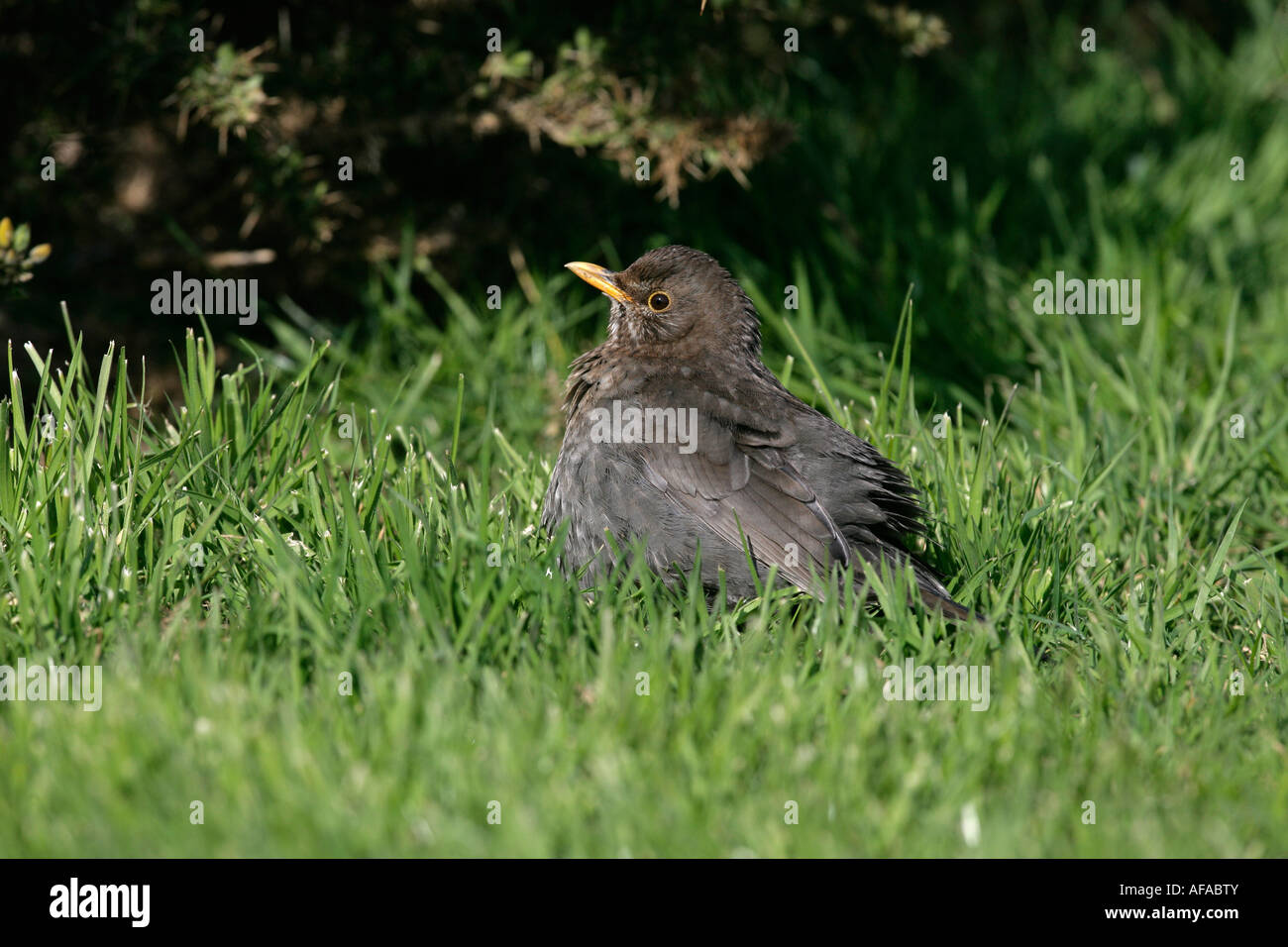 Blackbird Turdus merula Female sunbathing Wales Stock Photo - Alamy