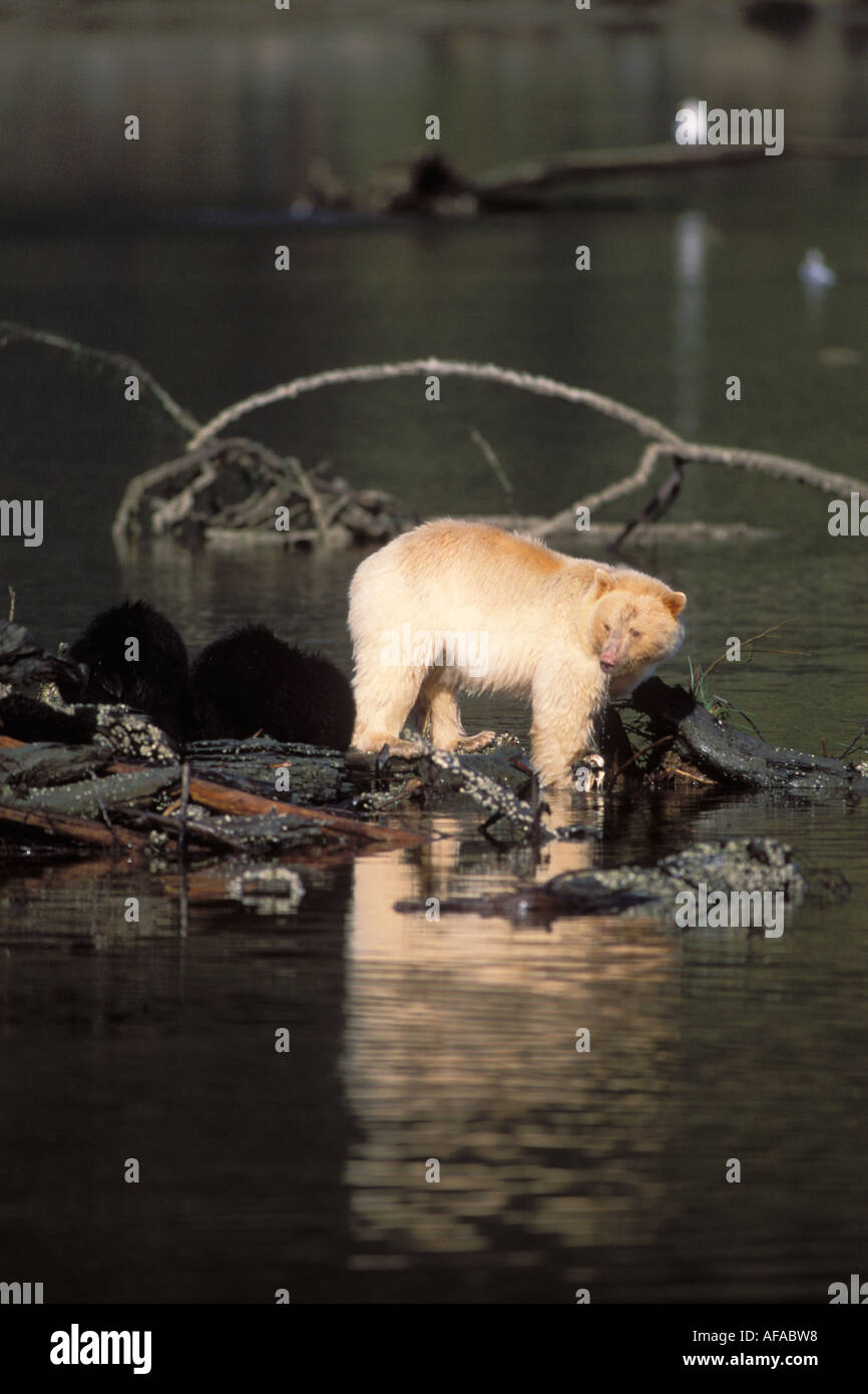 spirit bear kermode black bear Ursus americanus sow with cubs fishing ...