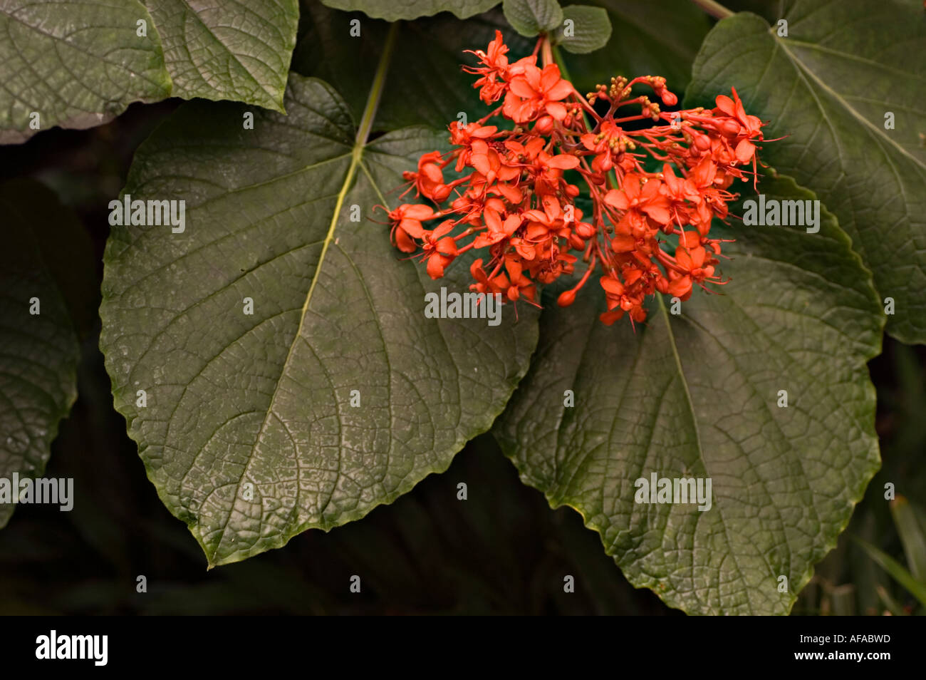 Java glorybower clerodendrum speciosissimum hi-res stock photography ...