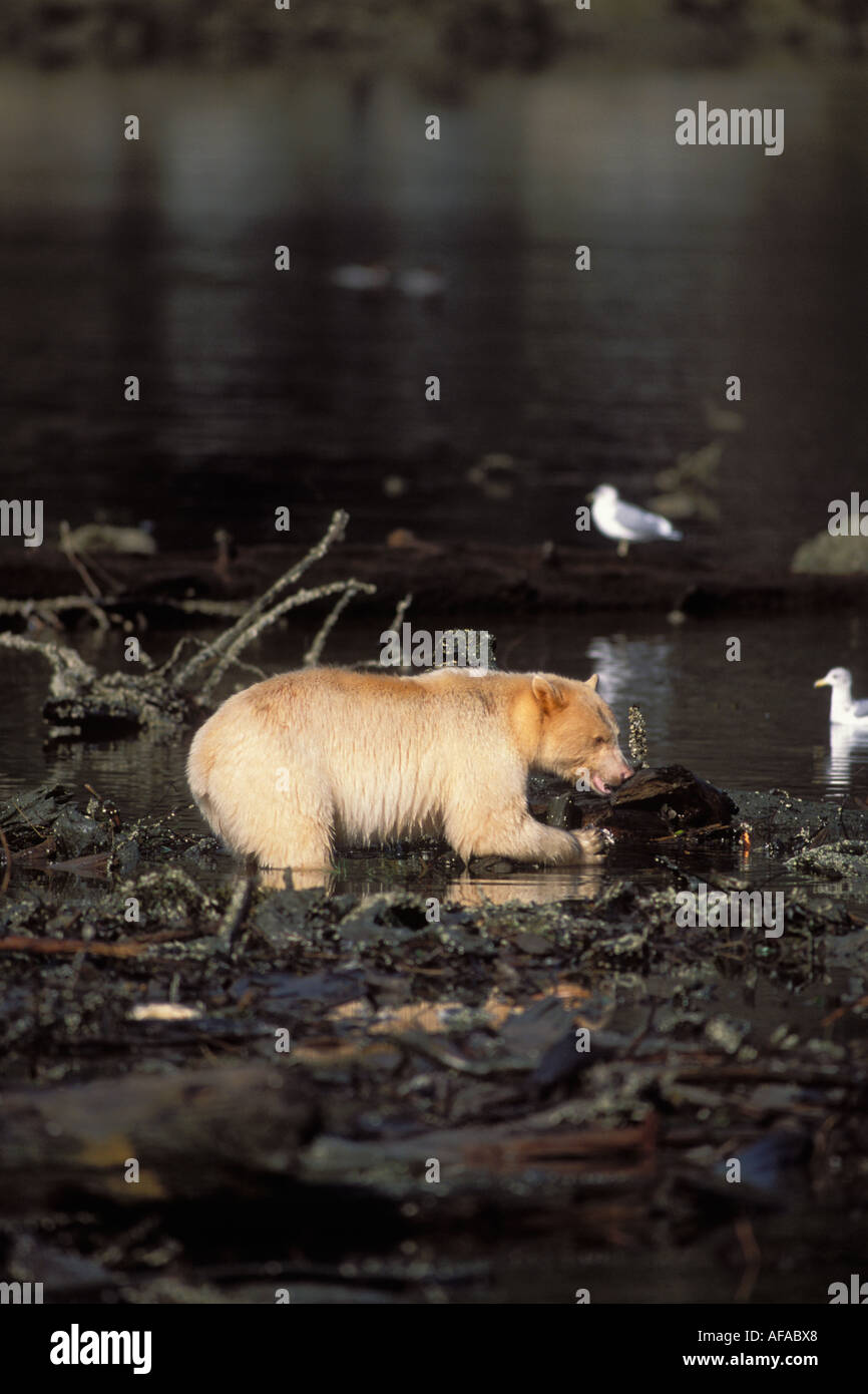 spirit bear kermode black bear Ursus americanus sow fishing for salmon ...