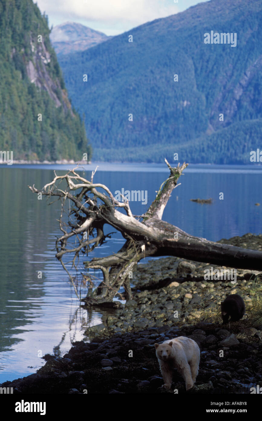 spirit bear kermode black bear Ursus americanus sow with cub along the ...